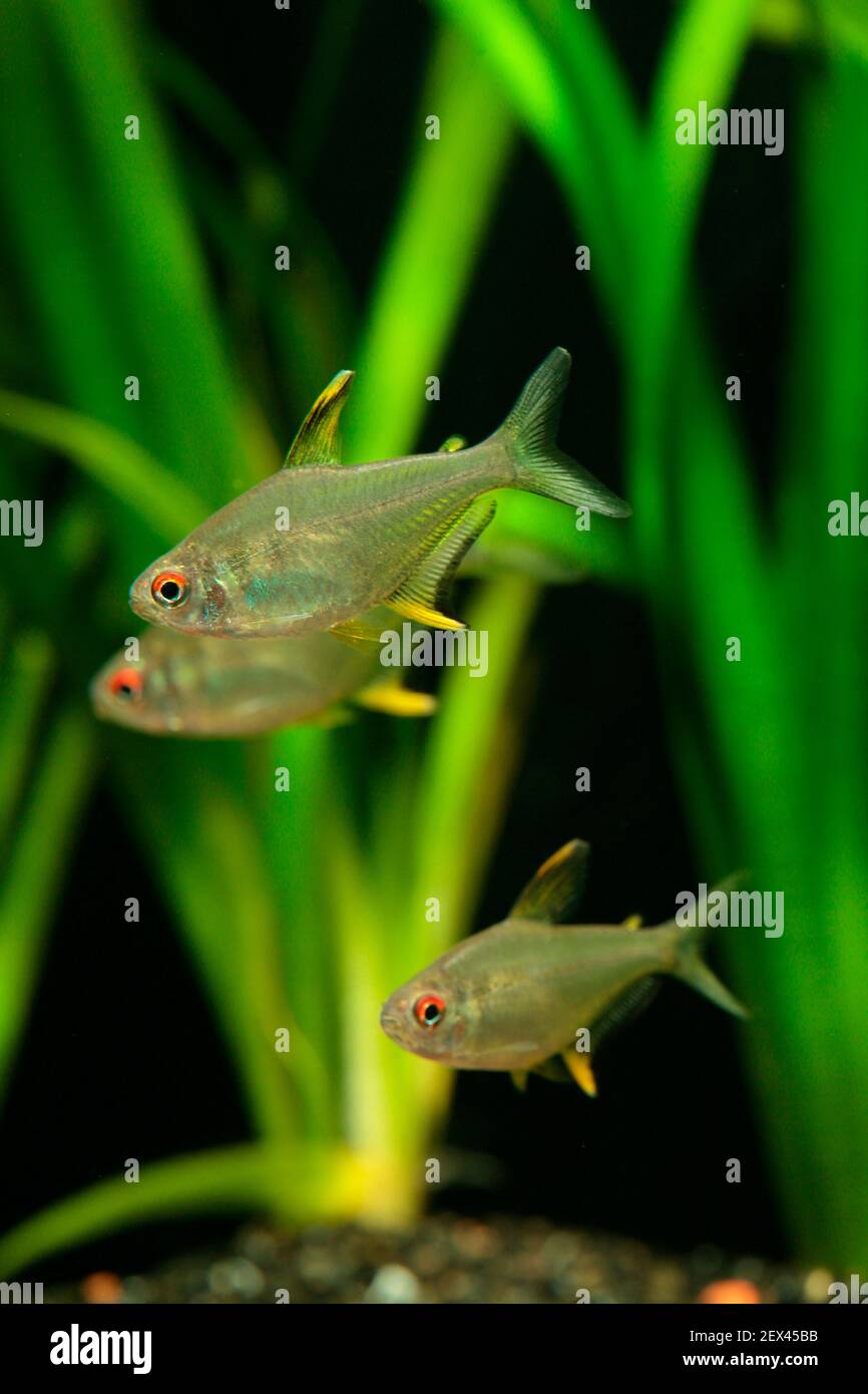 Lemon Tetra (Hyphessobrycon pulchripinnis) group in aquarium Stock ...