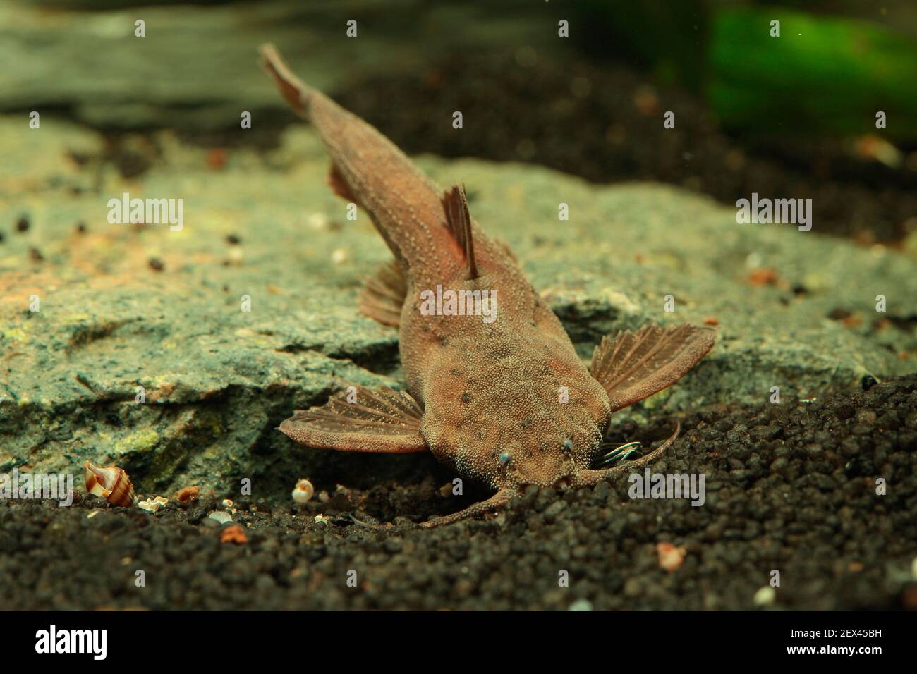 Banjo catfish (Bunocephalus coracoideus) in aquarium Stock Photo - Alamy