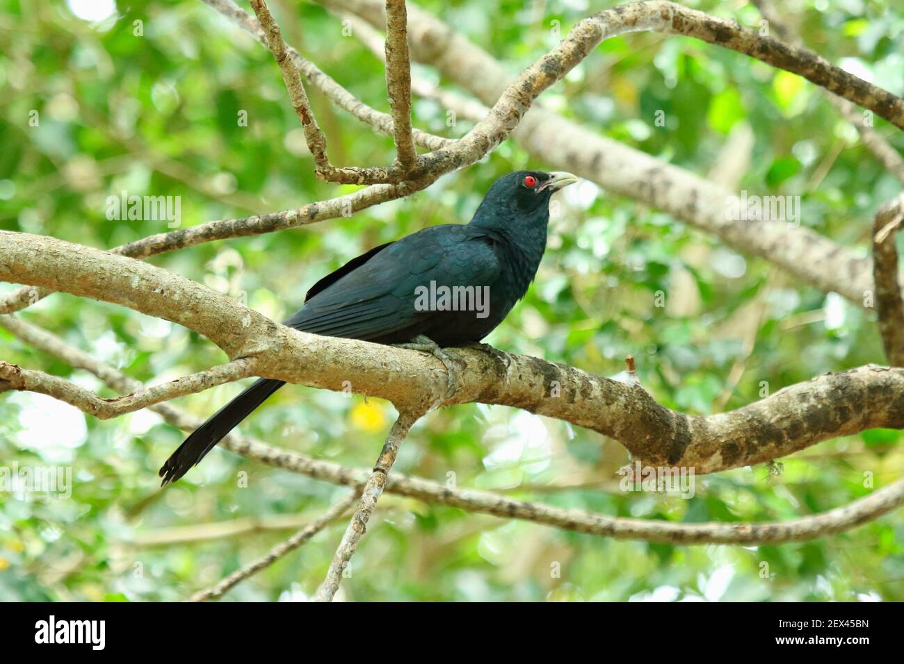 Eudynamys High Resolution Stock Photography and Images - Alamy