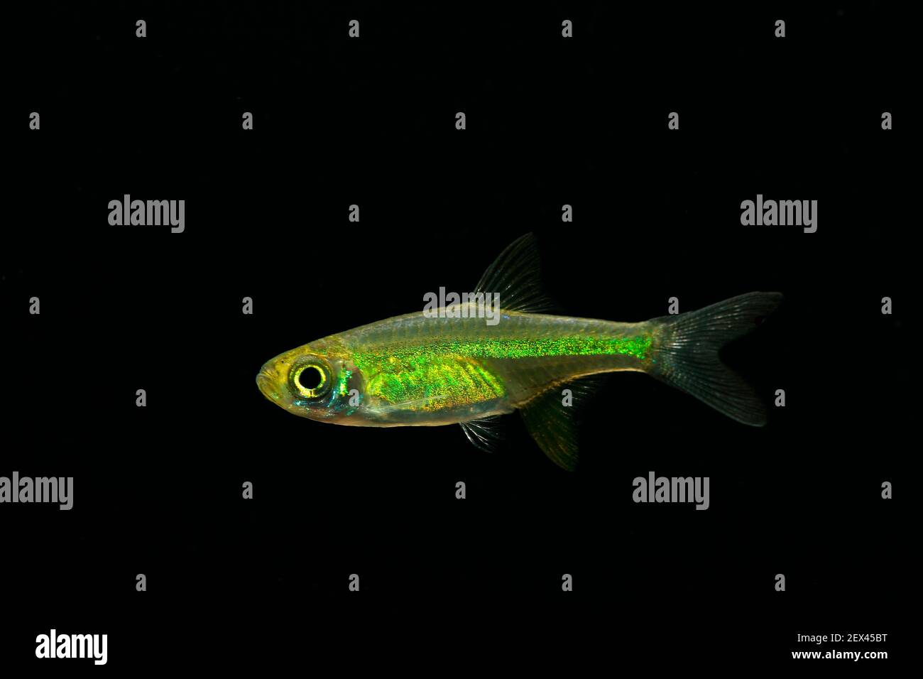 Neon green rasbora (Microdevario kubotai) in aquarium on black ...