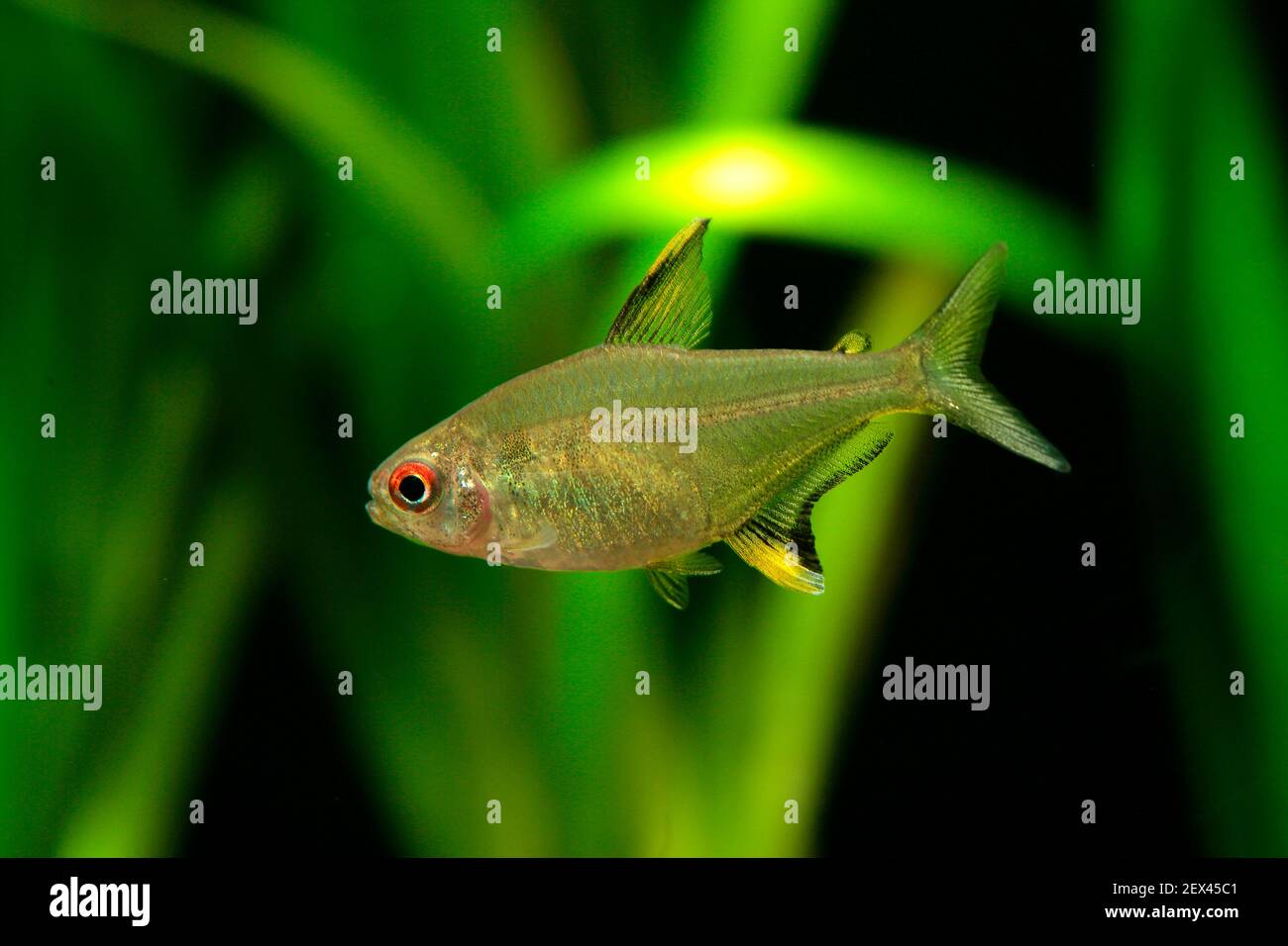 Lemon Tetra (Hyphessobrycon pulchripinnis) in aquarium Stock Photo - Alamy