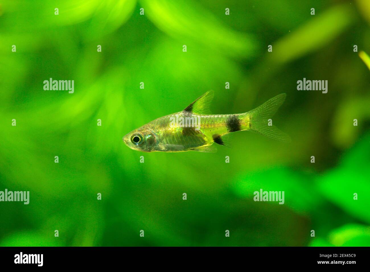 Pethia hi-res stock photography and images - Alamy