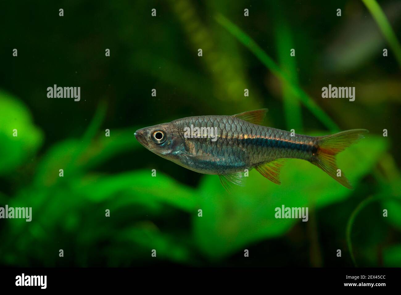 Red Cherry Rasbora (Rasbora lacrimula) in aquarium Stock Photo - Alamy