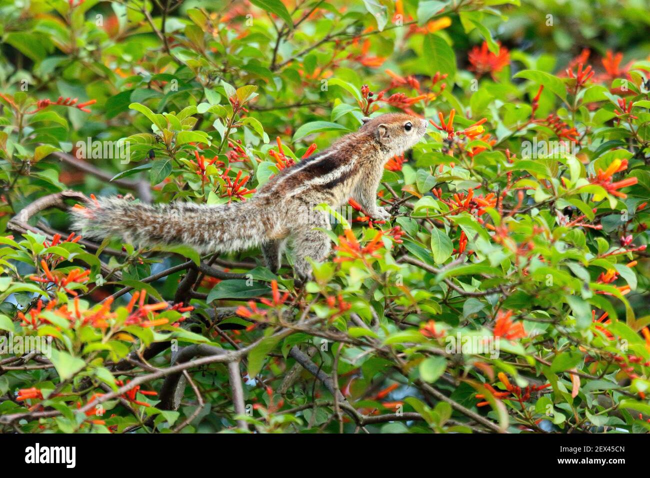 Indian Palm Squirrel (Funambulus palmarum Stock Photo - Alamy