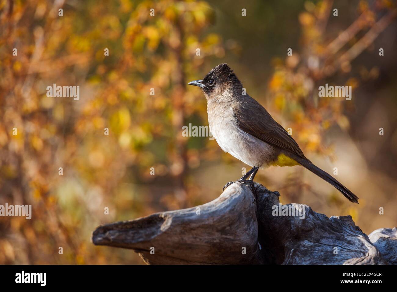 Dark capped Bulbul (Pycnonotus tricolor) standing on a log with fall ...