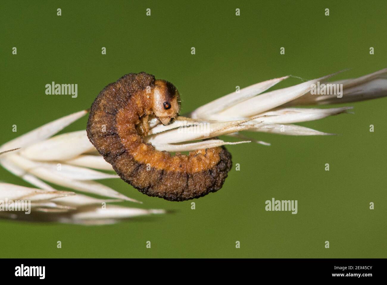 False caterpillar: larva of Sawfly (Tenthredinidae sp) on spike ...