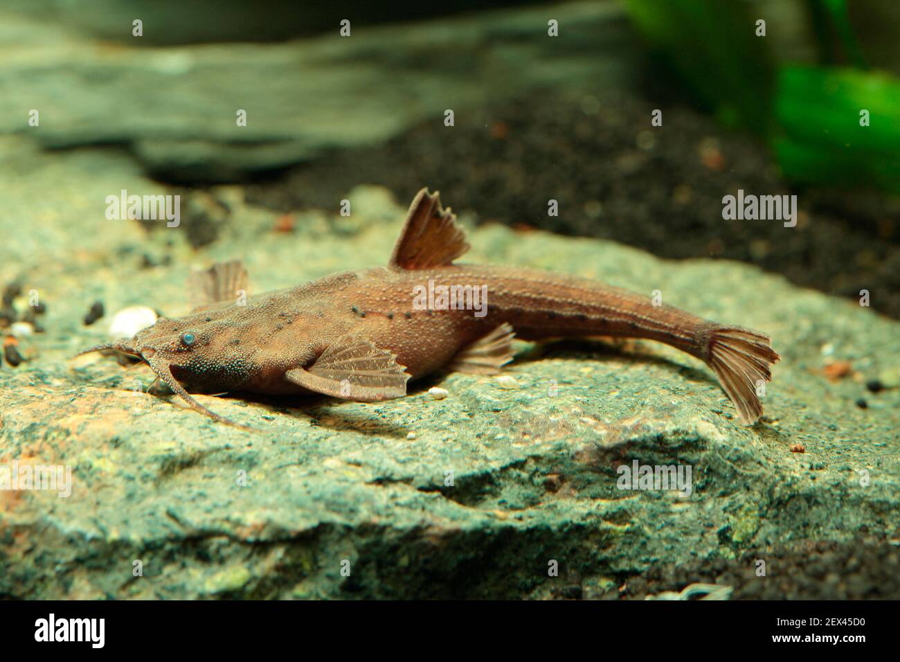 Banjo catfish (Bunocephalus coracoideus) on rock in aquarium Stock ...