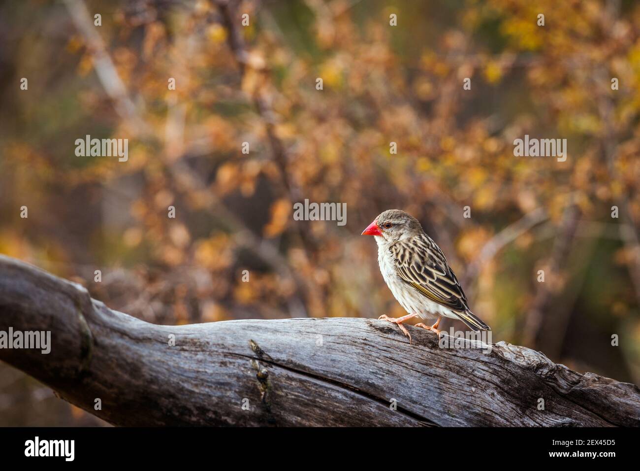 Red-billed Quelea (Quelea quelea) standing in a log with fall color ...