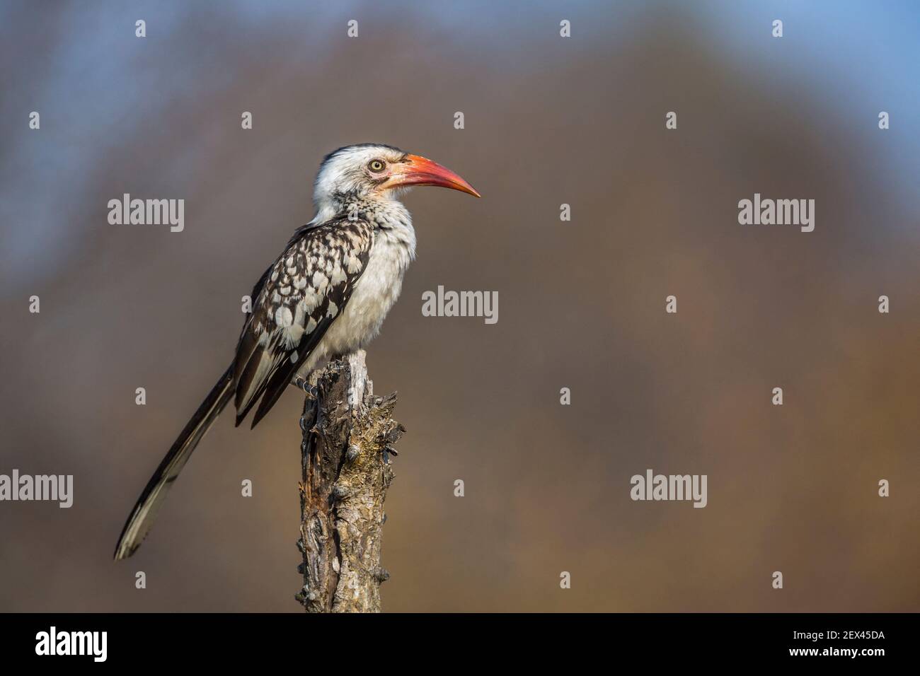 Southern Red billed Hornbill (Tockus rufirostris) standing on a trunk ...
