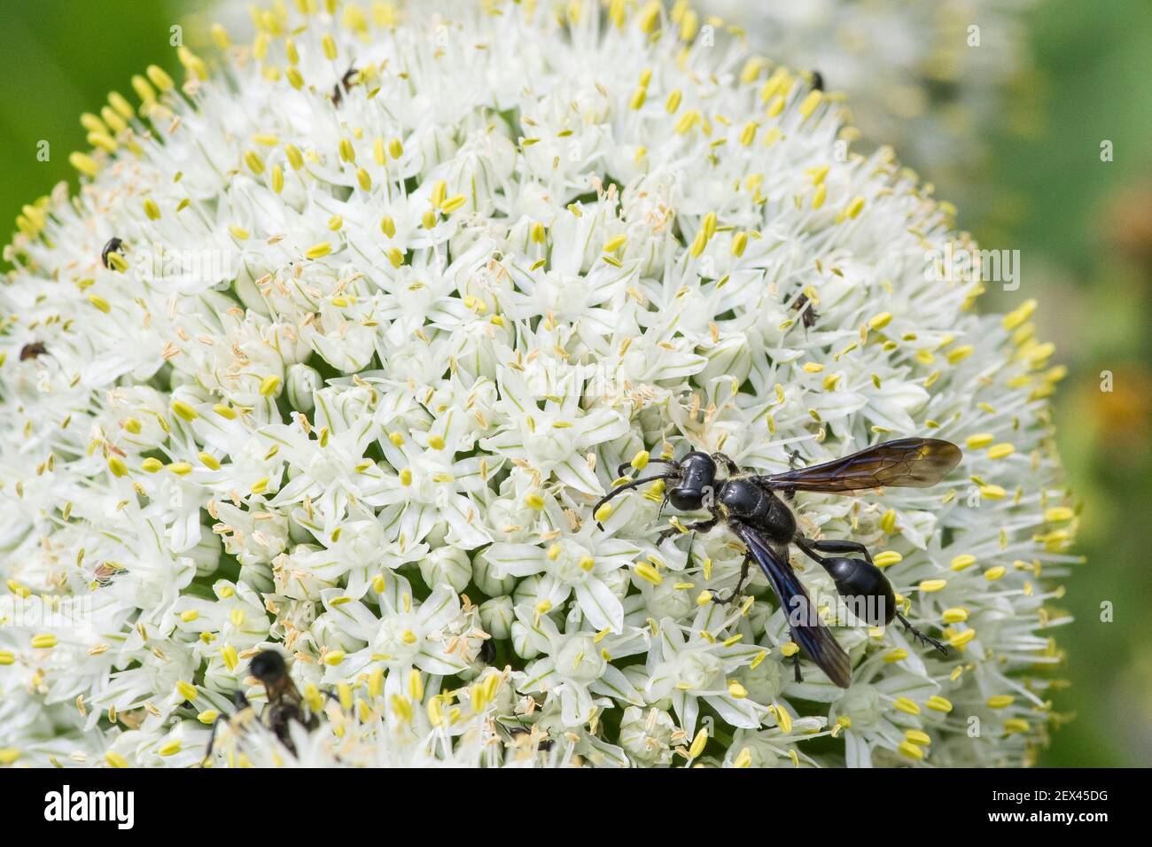 Grass-carrying Wasp (Isodontia mexicana) on flowers, Lorraine, France ...