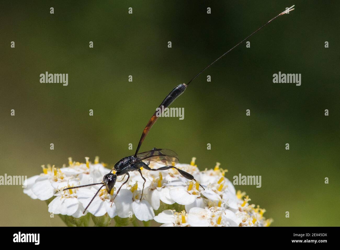 Parasitic wasp (Gasteruption sp) on Milfoil (Achillea millefolium ...