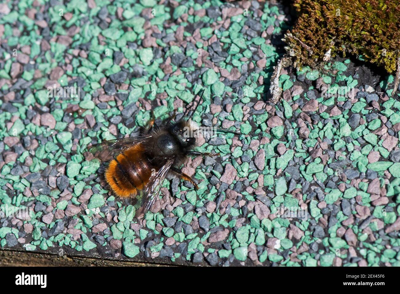 Hornfaced bee (Osmia cornuta) on her insect hotel, Jean-Marie Pelt ...
