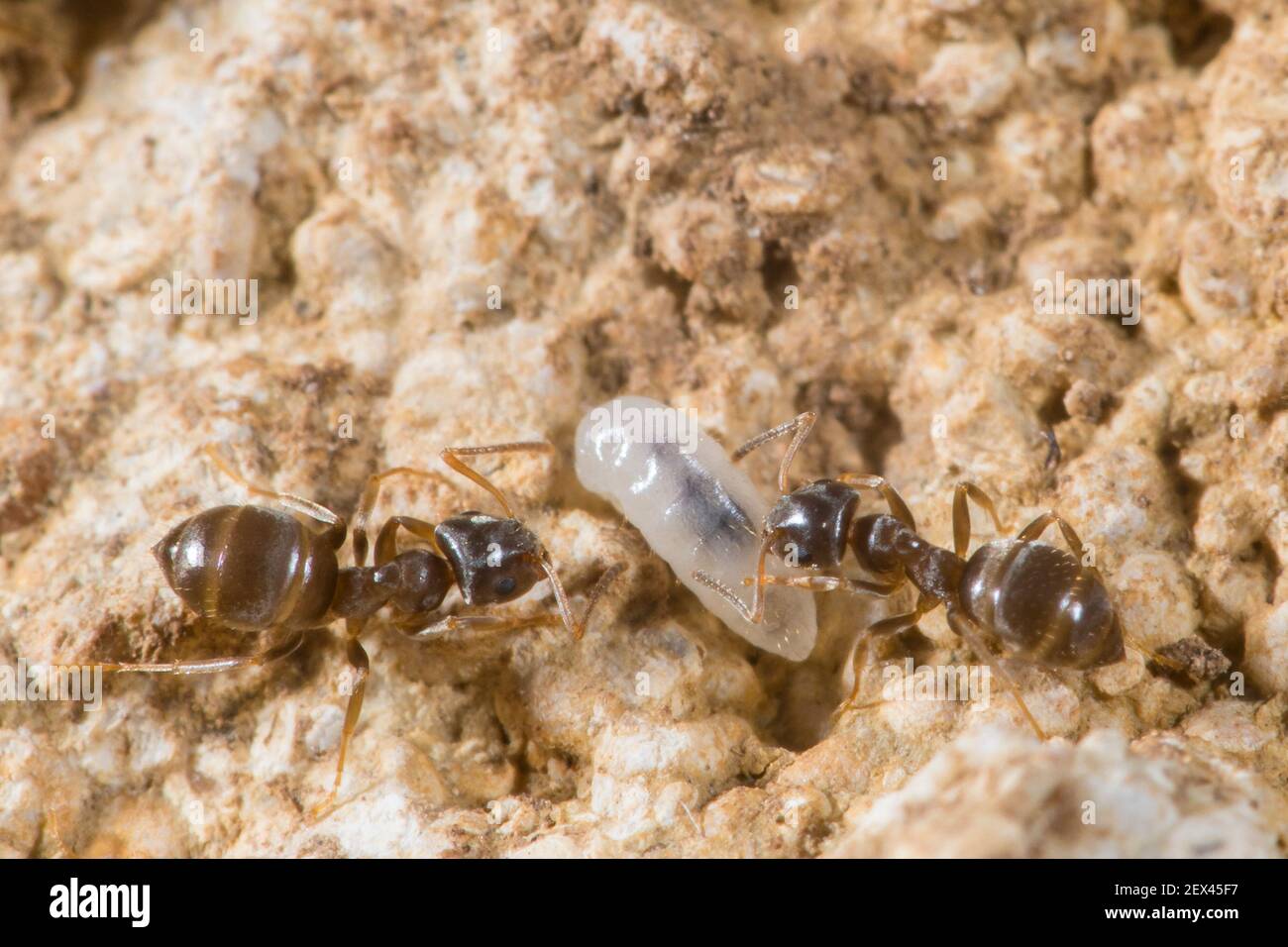 Garden ant lasius niger hi-res stock photography and images - Alamy