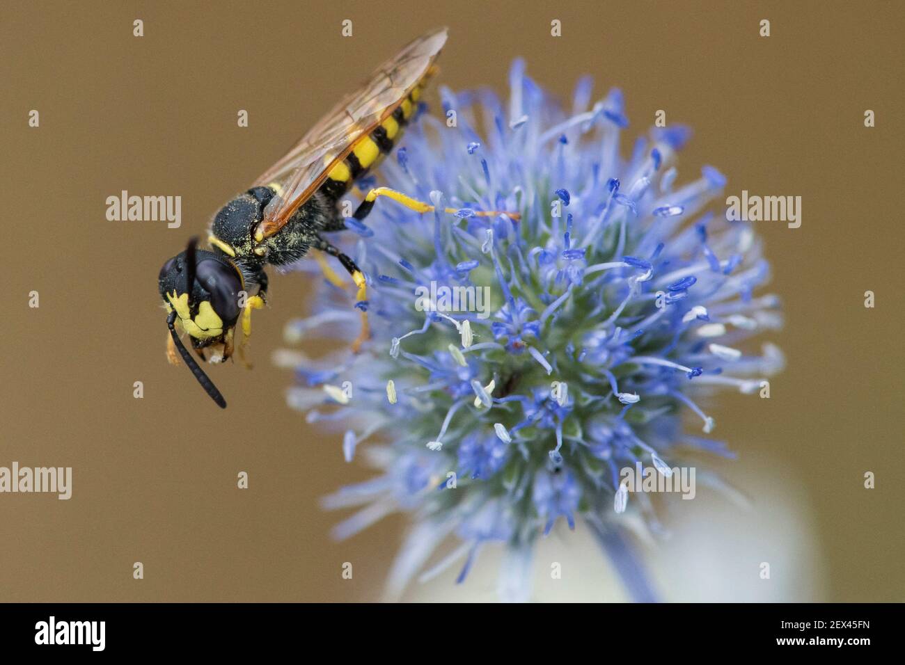 European beewolf (Philanthus triangulum) on Blue Thistle: Plains eryngo ...