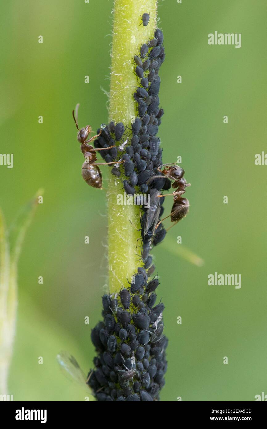 Ant and aphid breeding for honeydew, Province of Antwerp, Belgium Stock ...