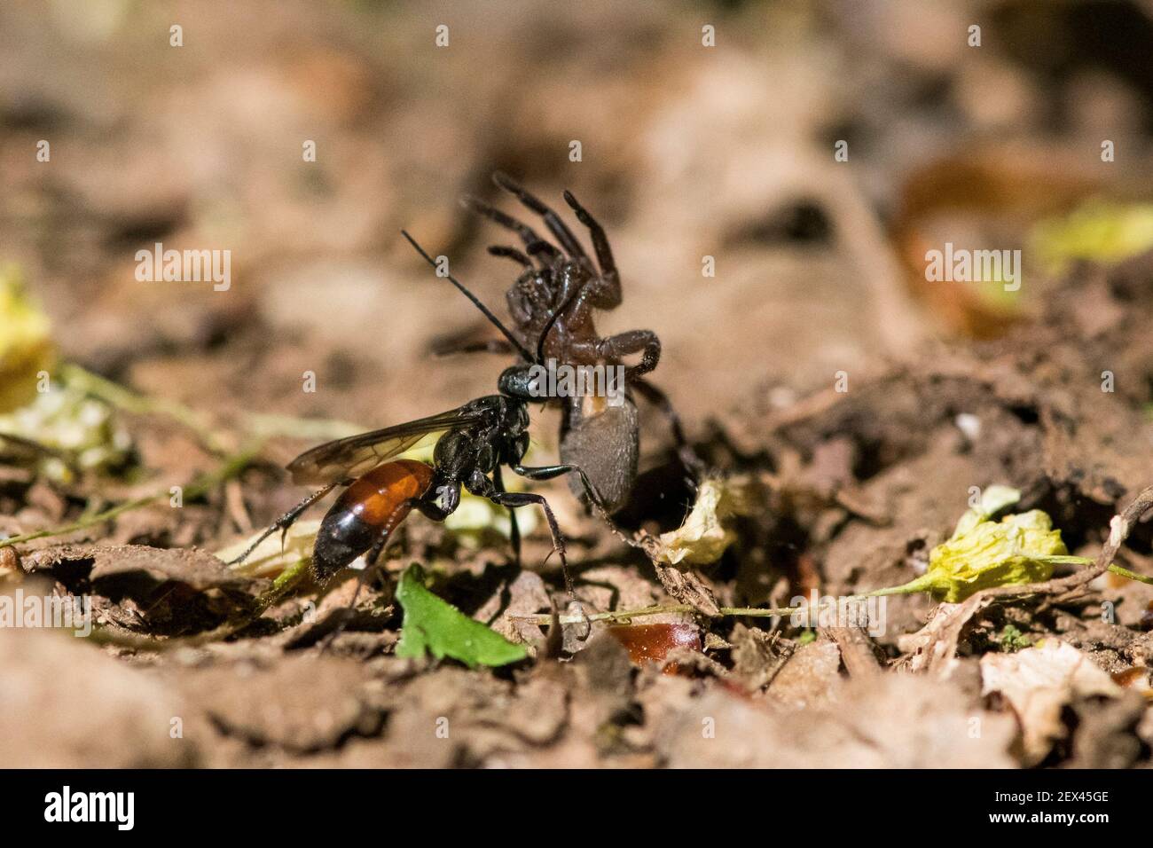 Spider Wasp (Priocnemis sp) capturing a wolf spider, Lorraine, France ...