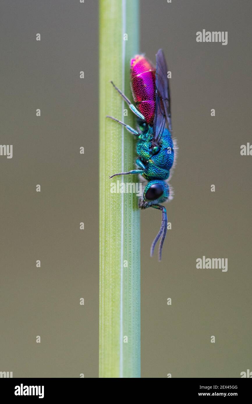 Common ruby-tailed wasp (Chrysis ignita) on a stem, Lorraine, France ...