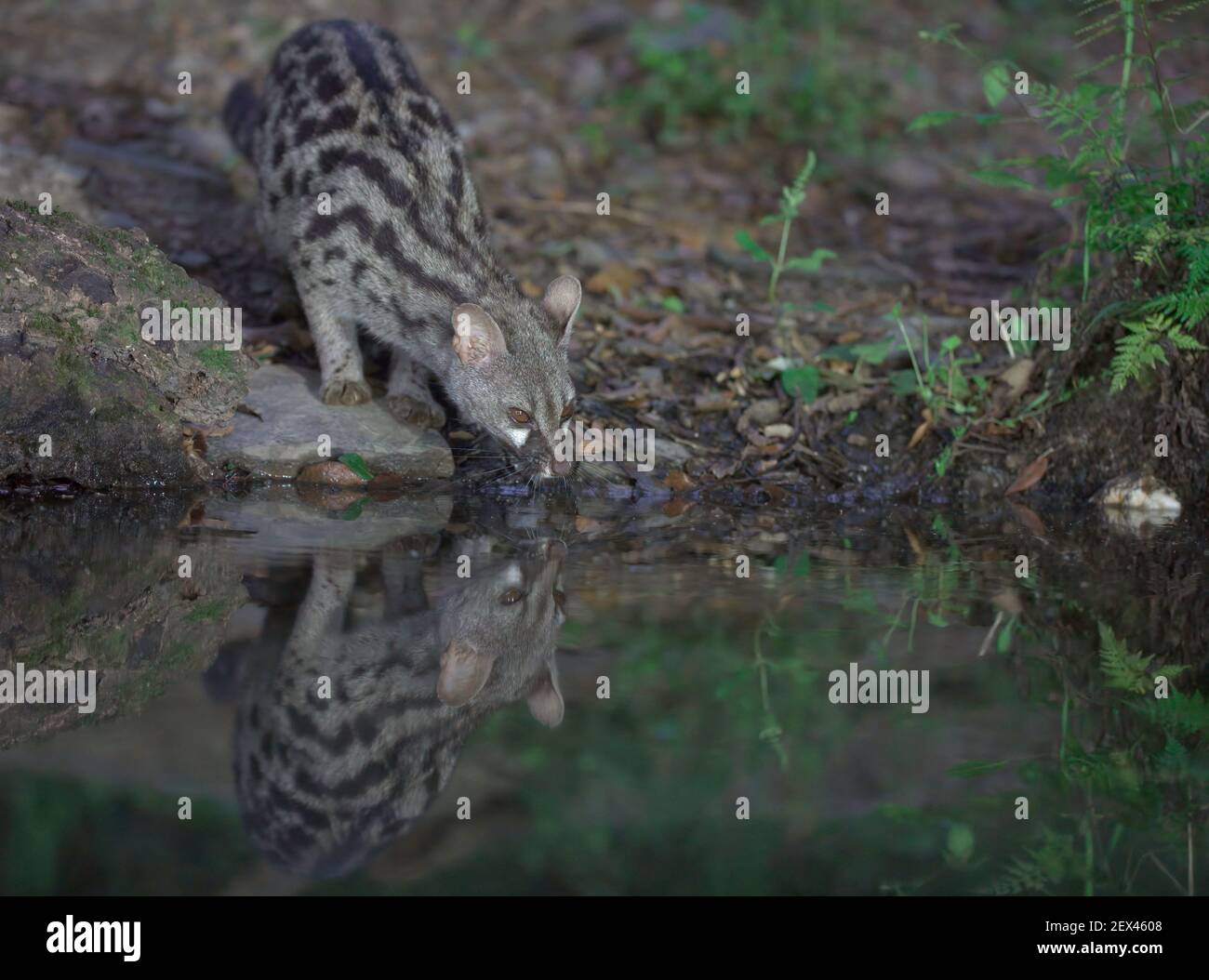 Common or European Genetta (Genetta genetta) at the water's edge by ...