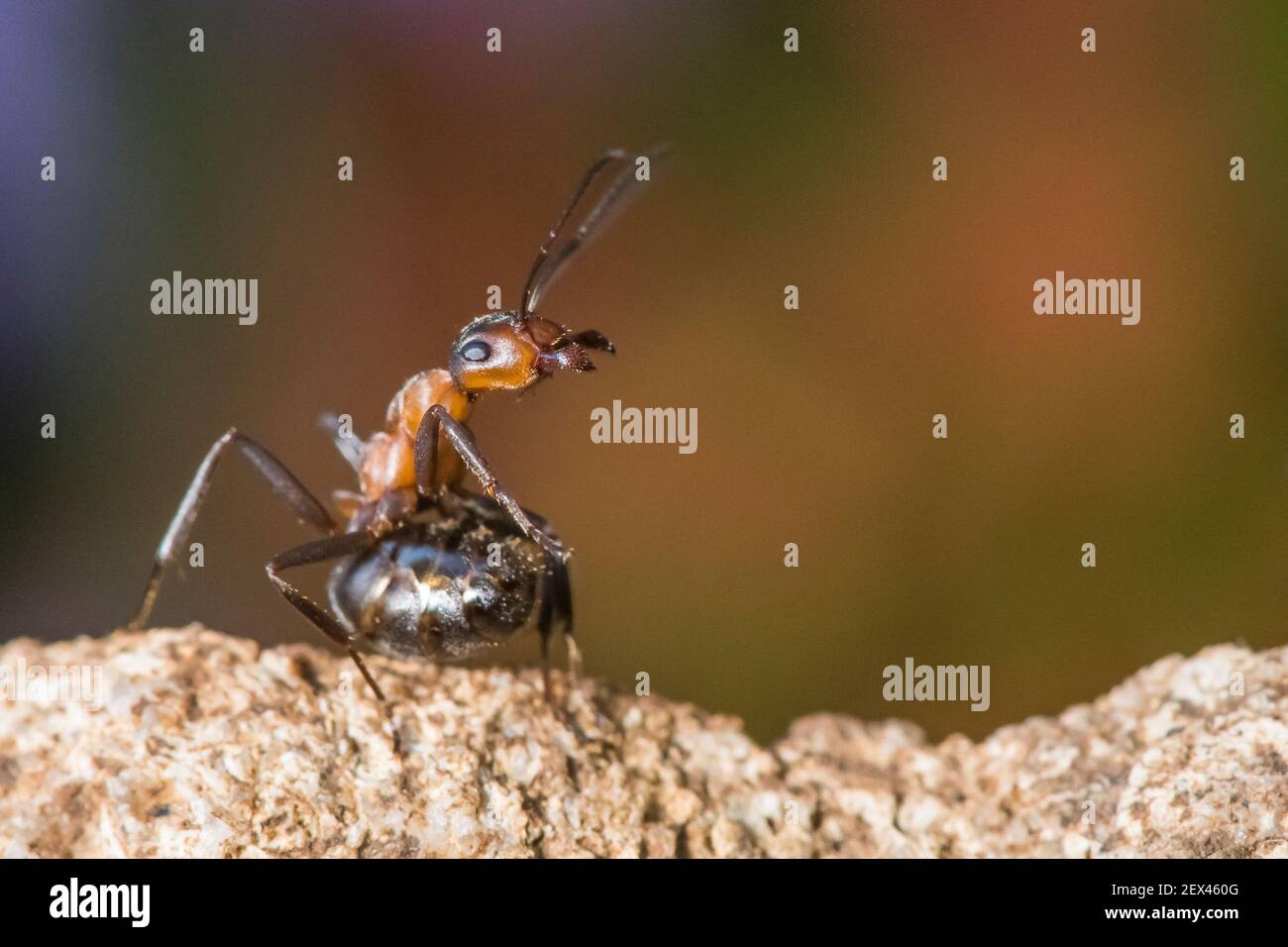 European Red Wood Ant (Formica polyctena) in defensive position ...