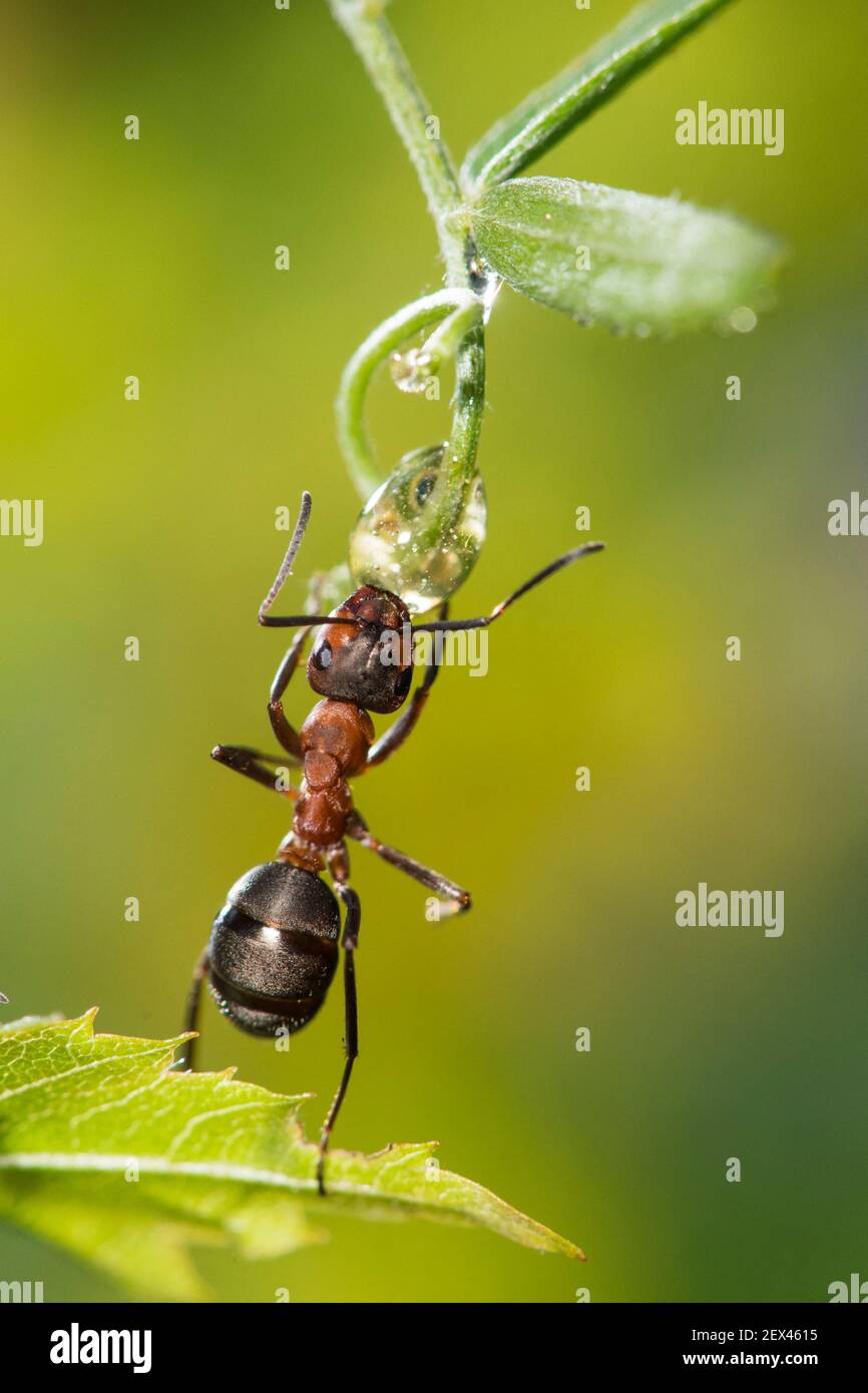 European Red Wood Ant (Formica polyctena) drinking a drop of water ...