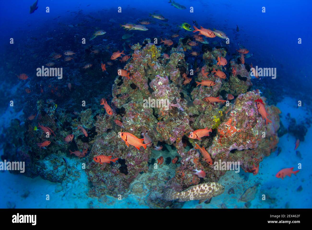 Wide view Bigscale Soldierfish (Myripristis berndti) school over a deep ...