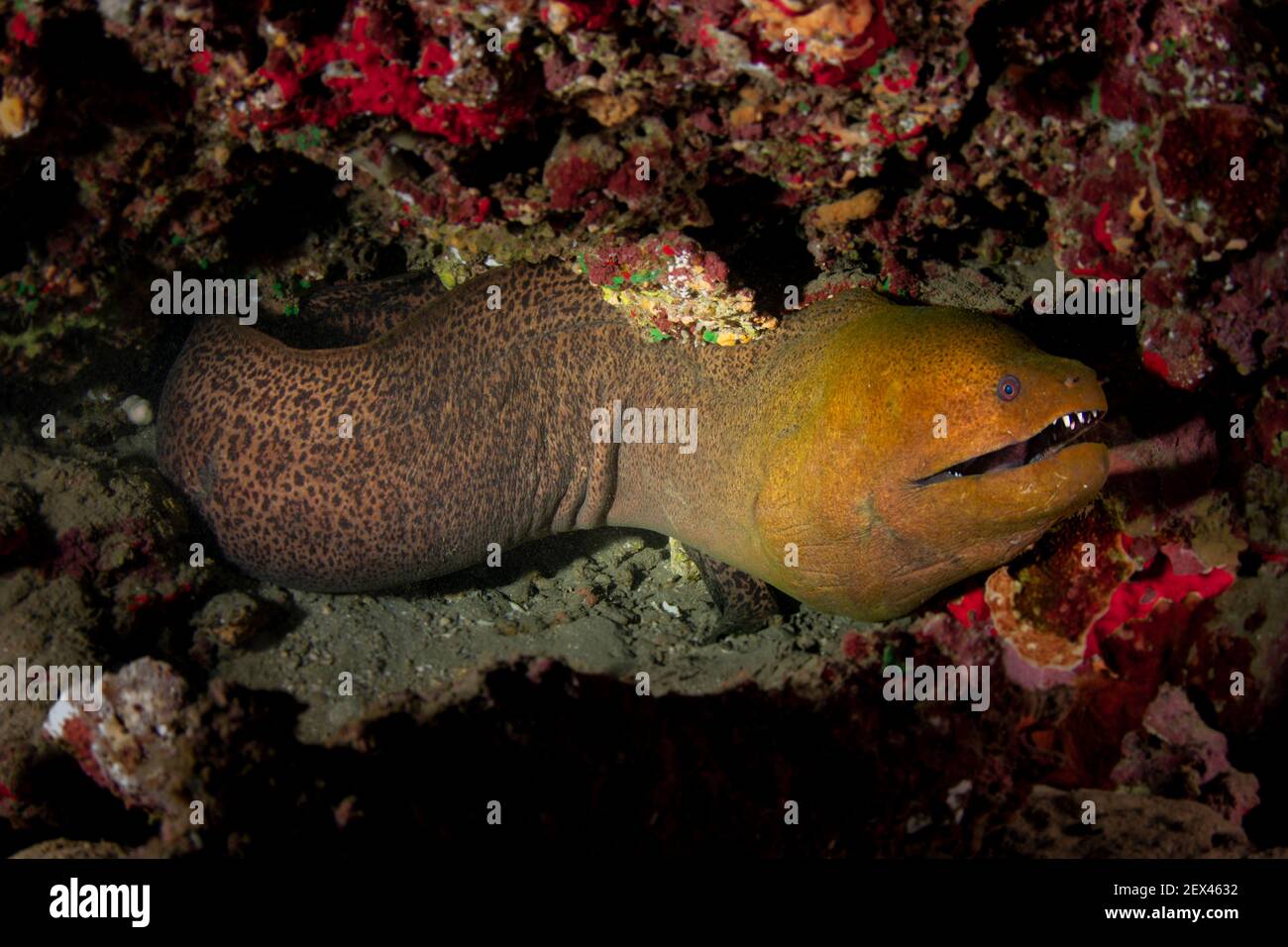 Close view Giant Moray(Gymnothorax javanicus) in reff, Tahiti, French ...