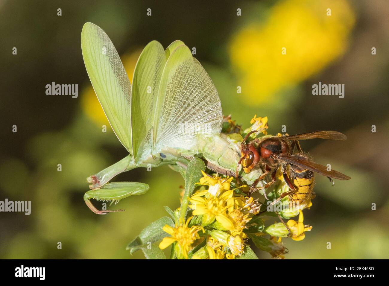 European Hornet Vespa Crabro Eating A Praying Mantis Mantis