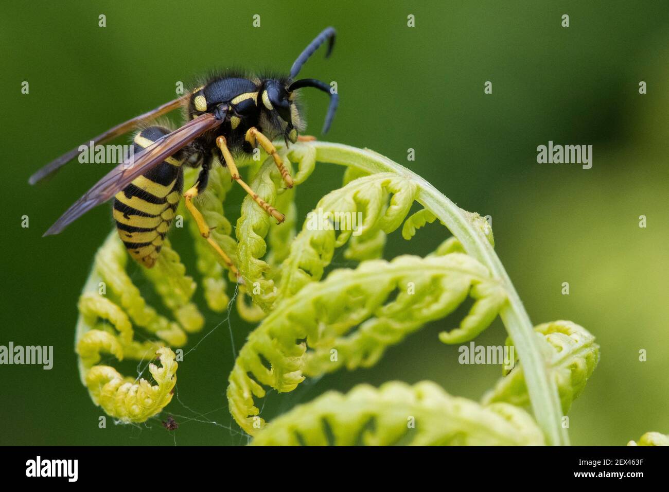 Tree wasp (Dolichovespula sylvestris) on fern, Hautes Chaumes, Hohneck ...