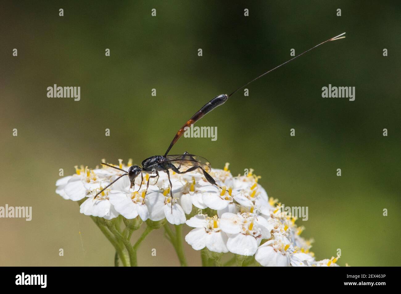 Parasitic wasp (Gasteruption sp) on Milfoil (Achillea millefolium ...