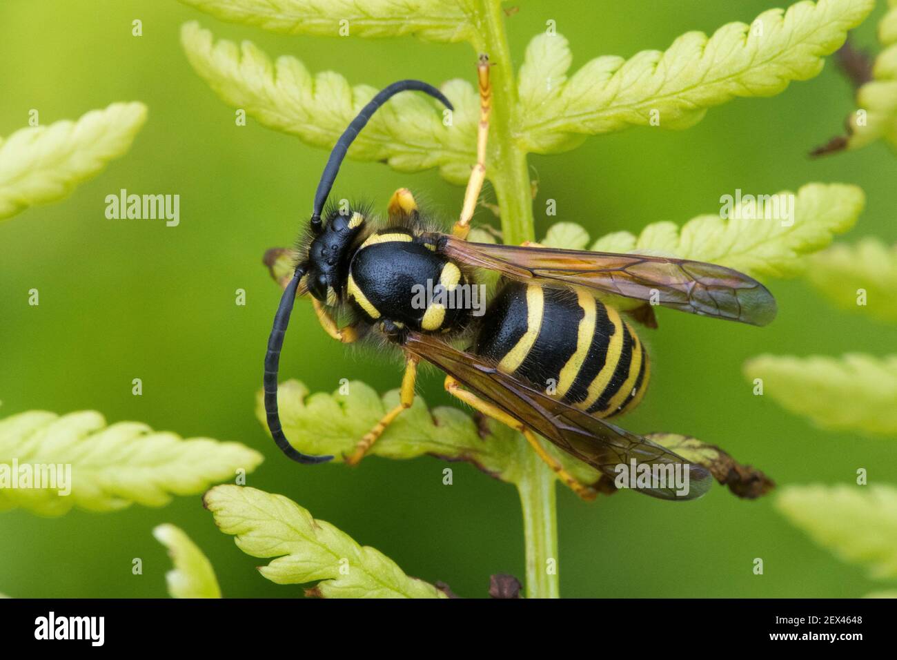 Tree wasp (Dolichovespula sylvestris) on fern, Hautes Chaumes, Hohneck ...