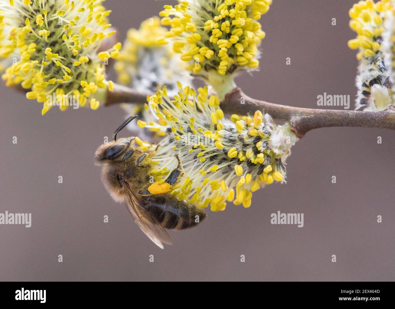 Honey bee (Apis mellifera) on male Willow catkin (Salix sp), Lorraine ...