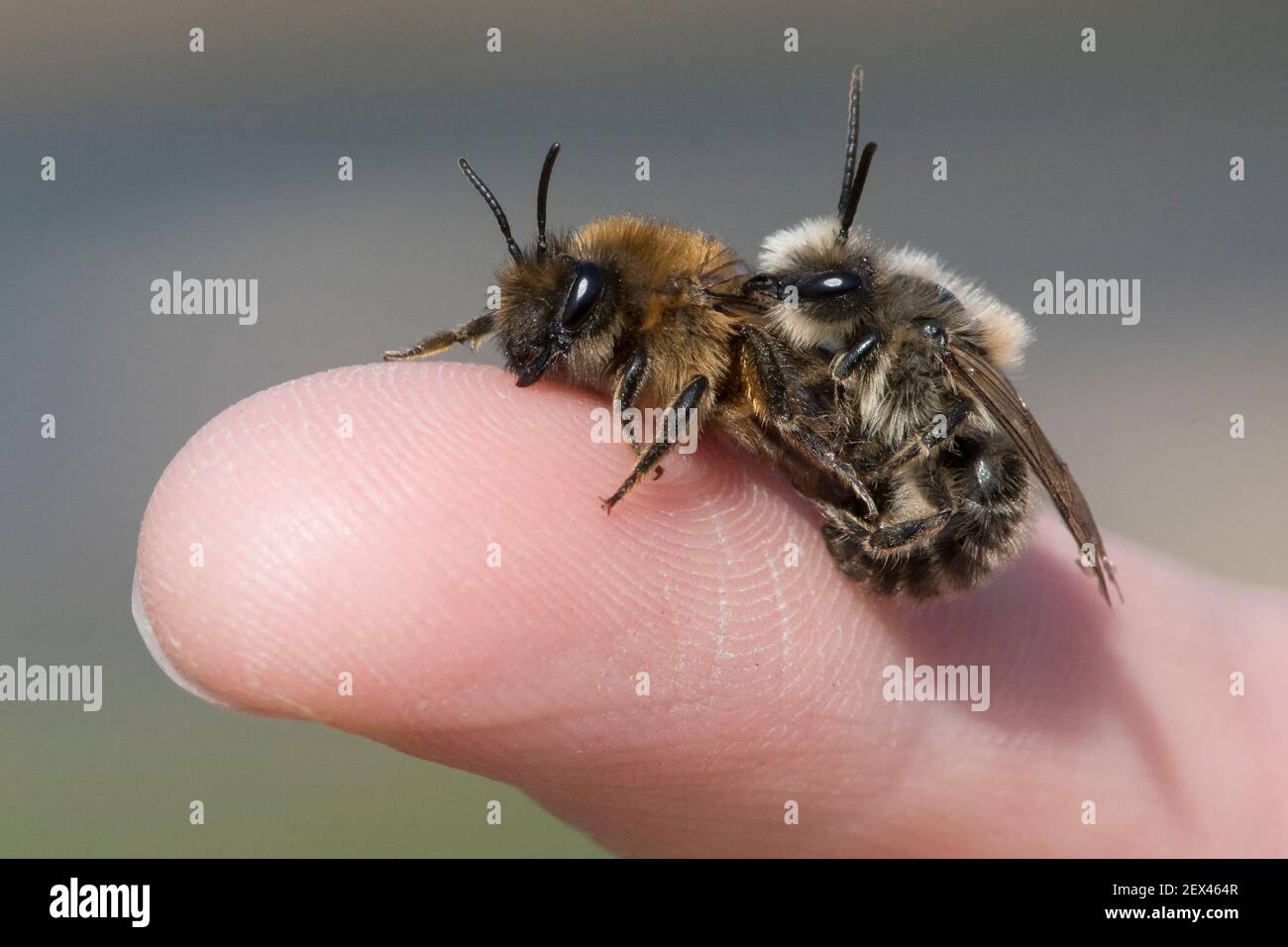 Mating pose hi-res stock photography and images - Alamy