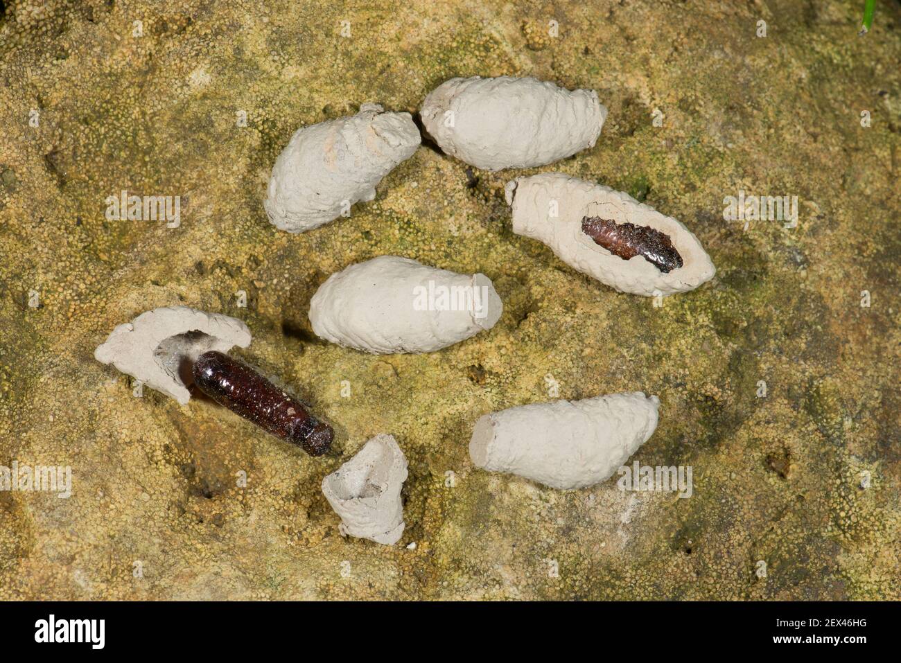Mud Dauber Wasp (Sceliphron sp) chrysalis in their earthen pot, Vosges ...