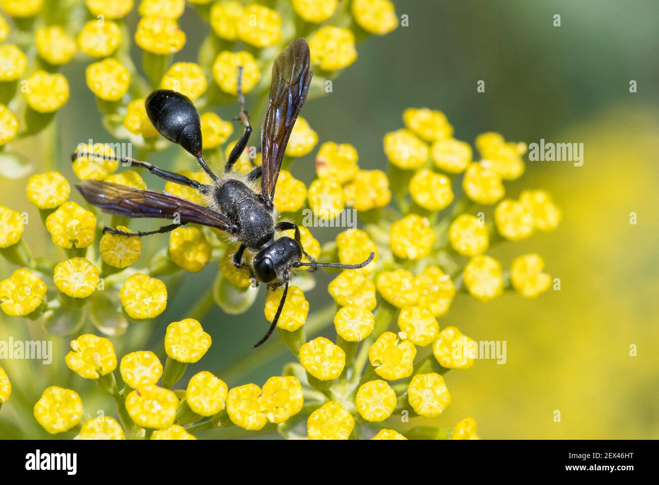 Grass-carrying Wasp (Isodontia mexicana) on Shrubby Hare's Ear ...