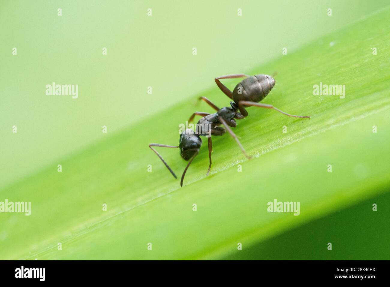 Black ant (Lasius sp) on a leaf, France Stock Photo - Alamy