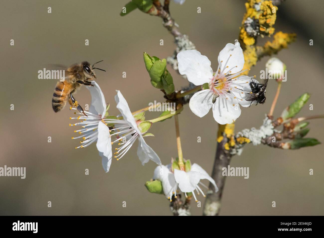 Honey bee (Apis mellifera) pollinator on flowering Prunus, Lorraine ...