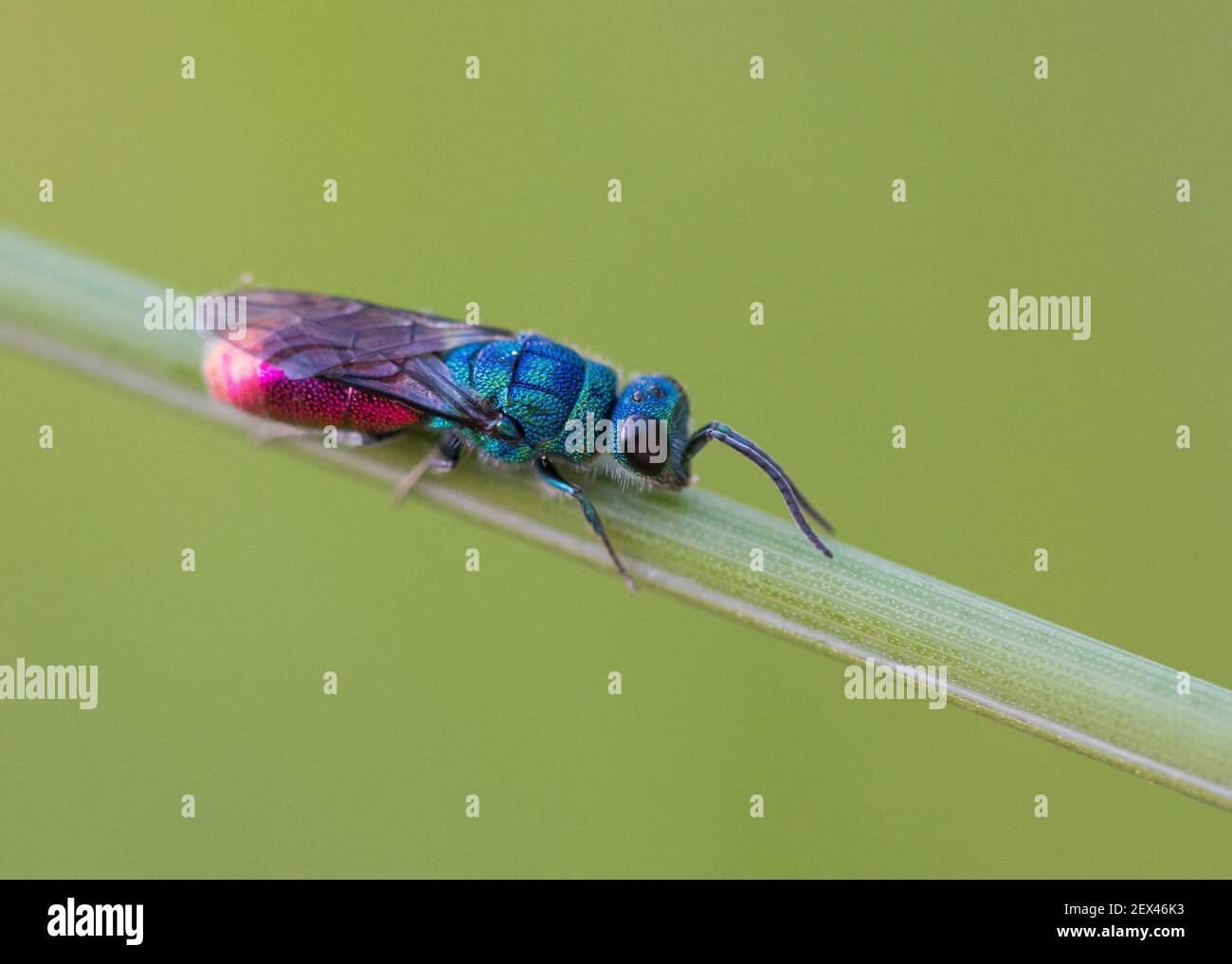 Common ruby-tailed wasp (Chrysis ignita) on a stem, Lorraine, France ...
