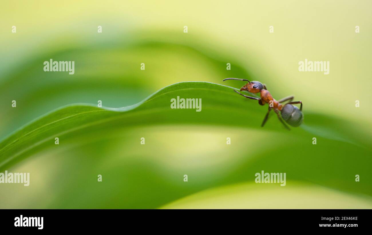 European Red Wood Ant (Formica polyctena) on a leaf, Lorraine, France ...