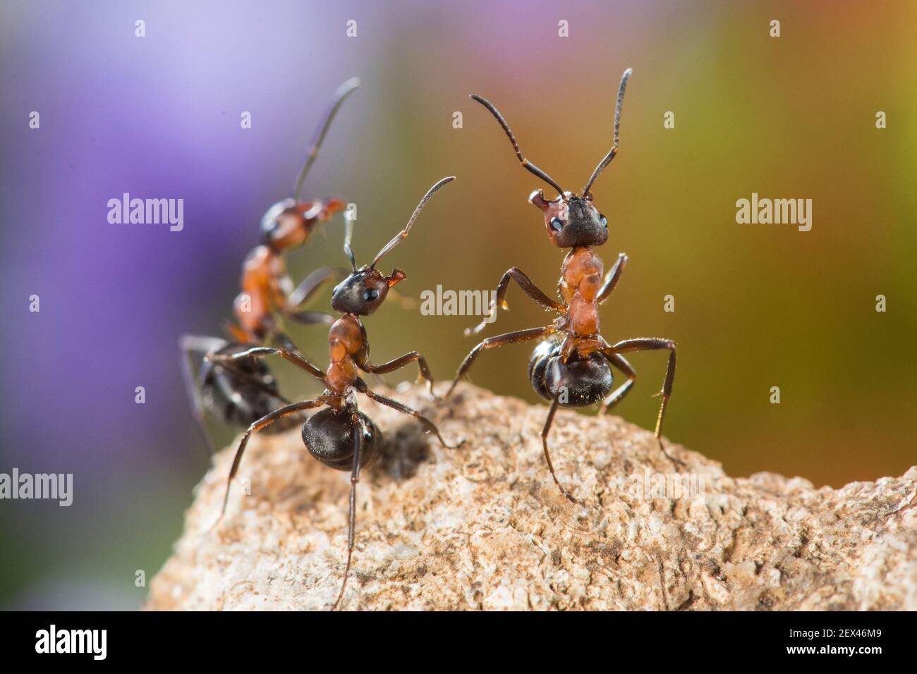 European Red Wood Ant (Formica polyctena) group in defensive position ...