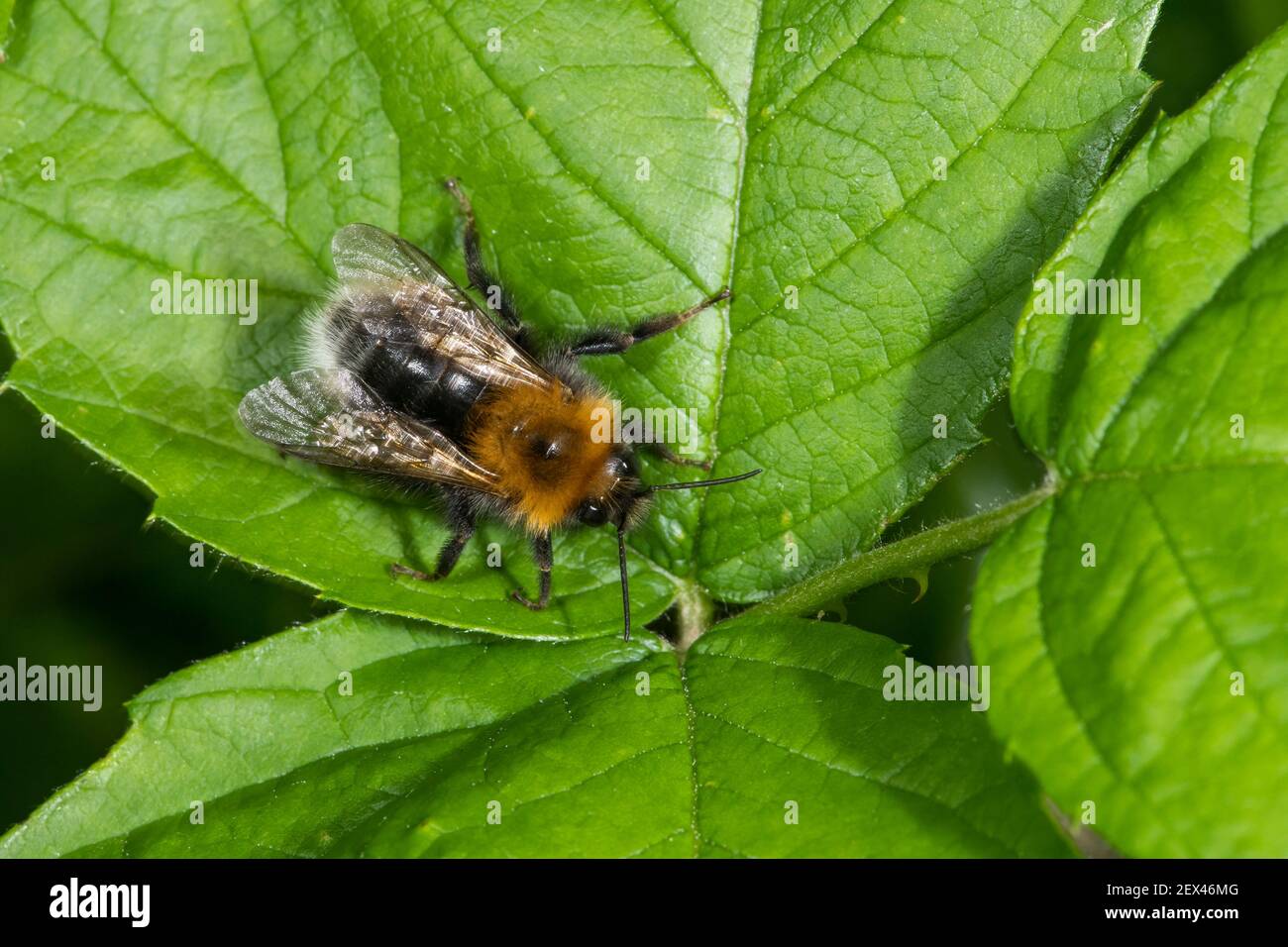 Tree Bumblebee (Bombus hypnorum) on a leaf, Lorraine, France Stock ...