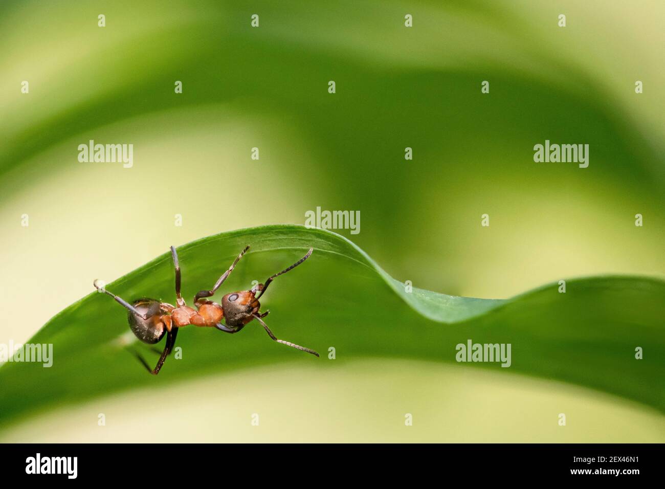 European Red Wood Ant (Formica polyctena) on a leaf, Lorraine, France ...