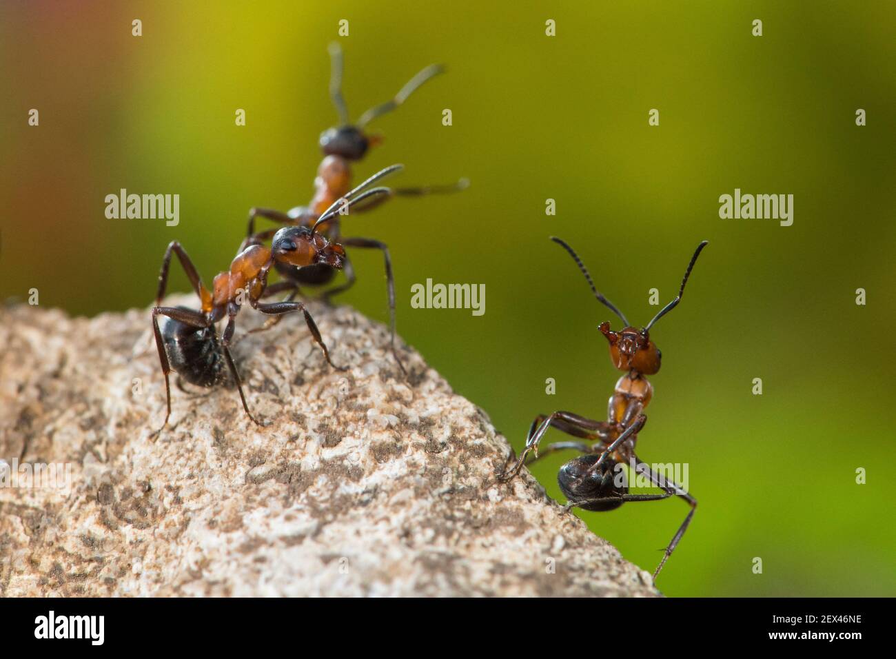 European Red Wood Ant (Formica polyctena) group in defensive position ...
