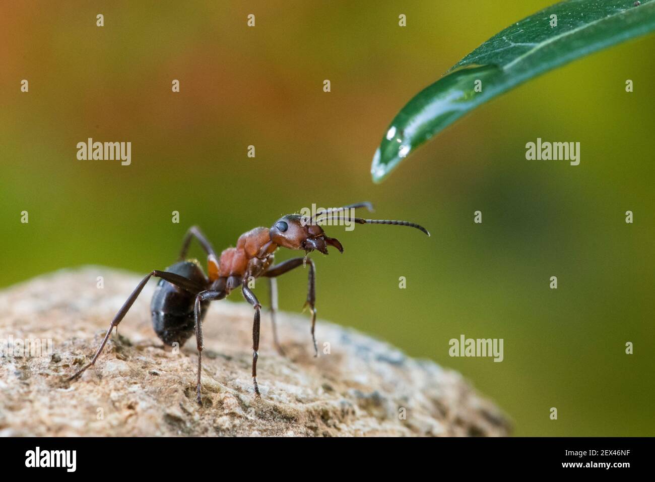 Ant drinking water hi-res stock photography and images - Alamy