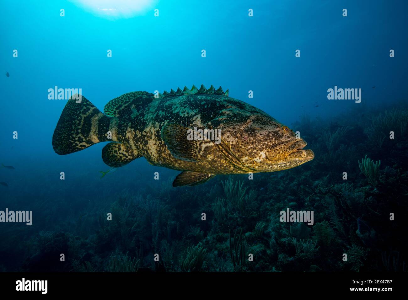 Goliath grouper (Epinephelus itajara) swimming over a coral reef ...