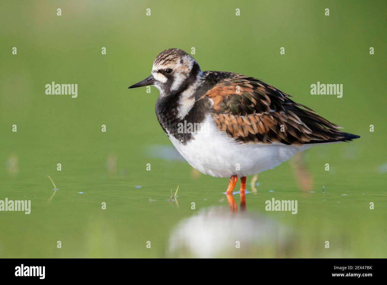 Female ruddy turnstone hi-res stock photography and images - Alamy