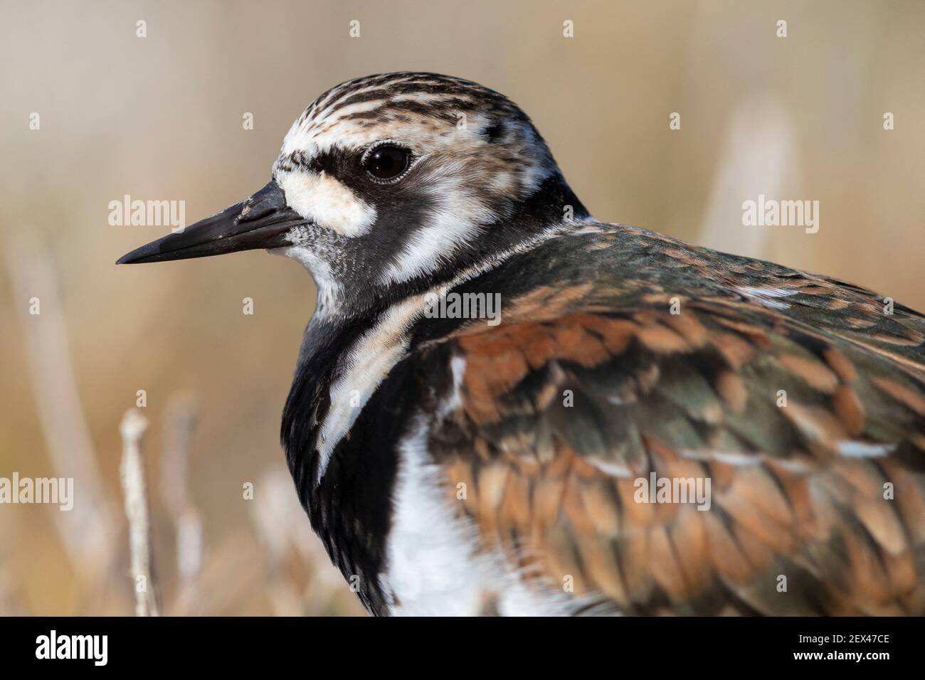 Female ruddy turnstone hi-res stock photography and images - Alamy