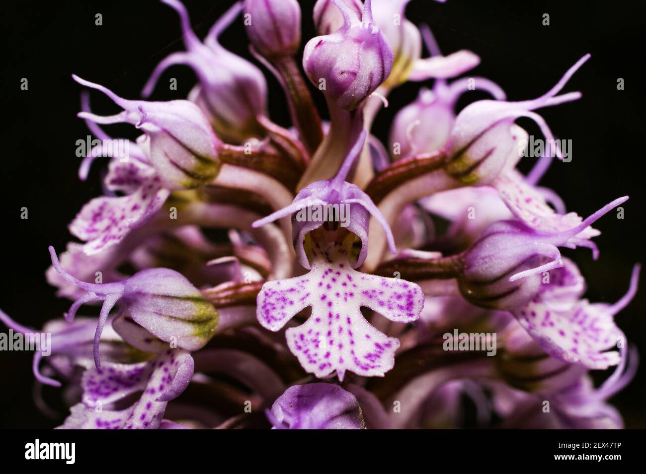 Closeup of flowers of the milky orchid, Neotinea lactea, Orchis lactea ...