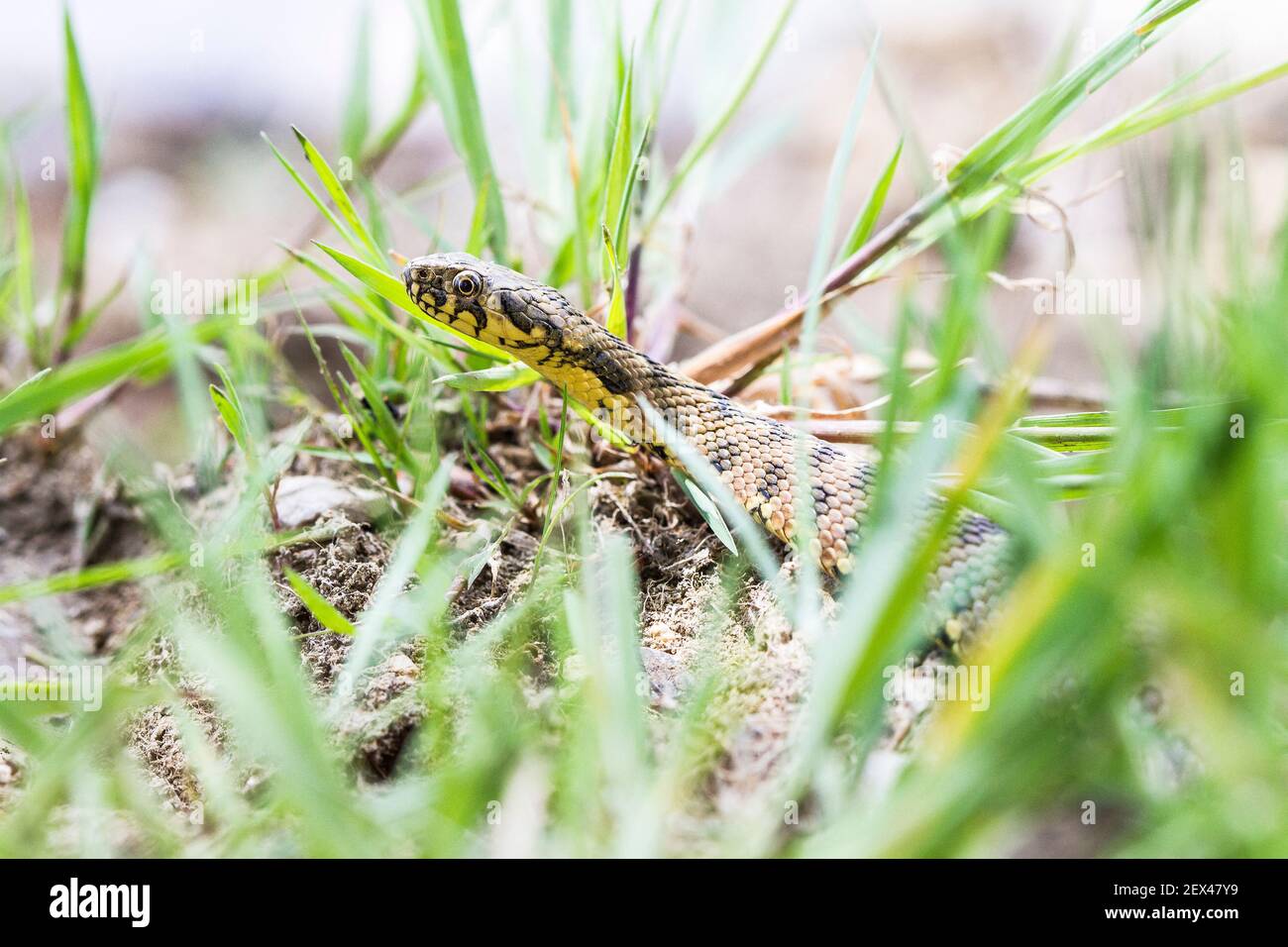 Viperine Water Snake (Natrix maura), Saint-Julien-le-montagnier, Var ...