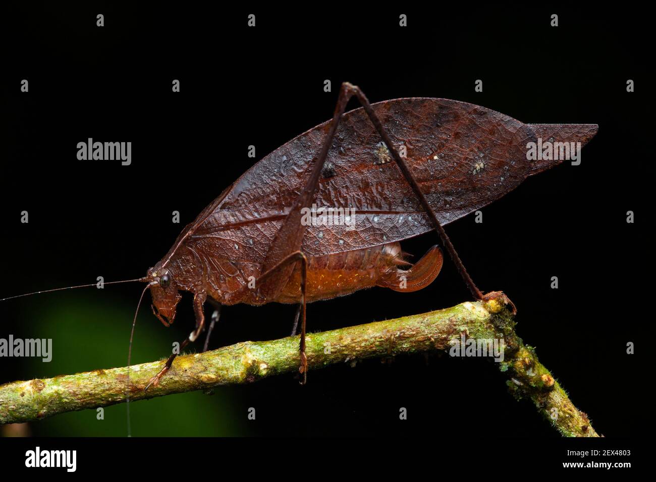 Orophus sp hi-res stock photography and images - Alamy
