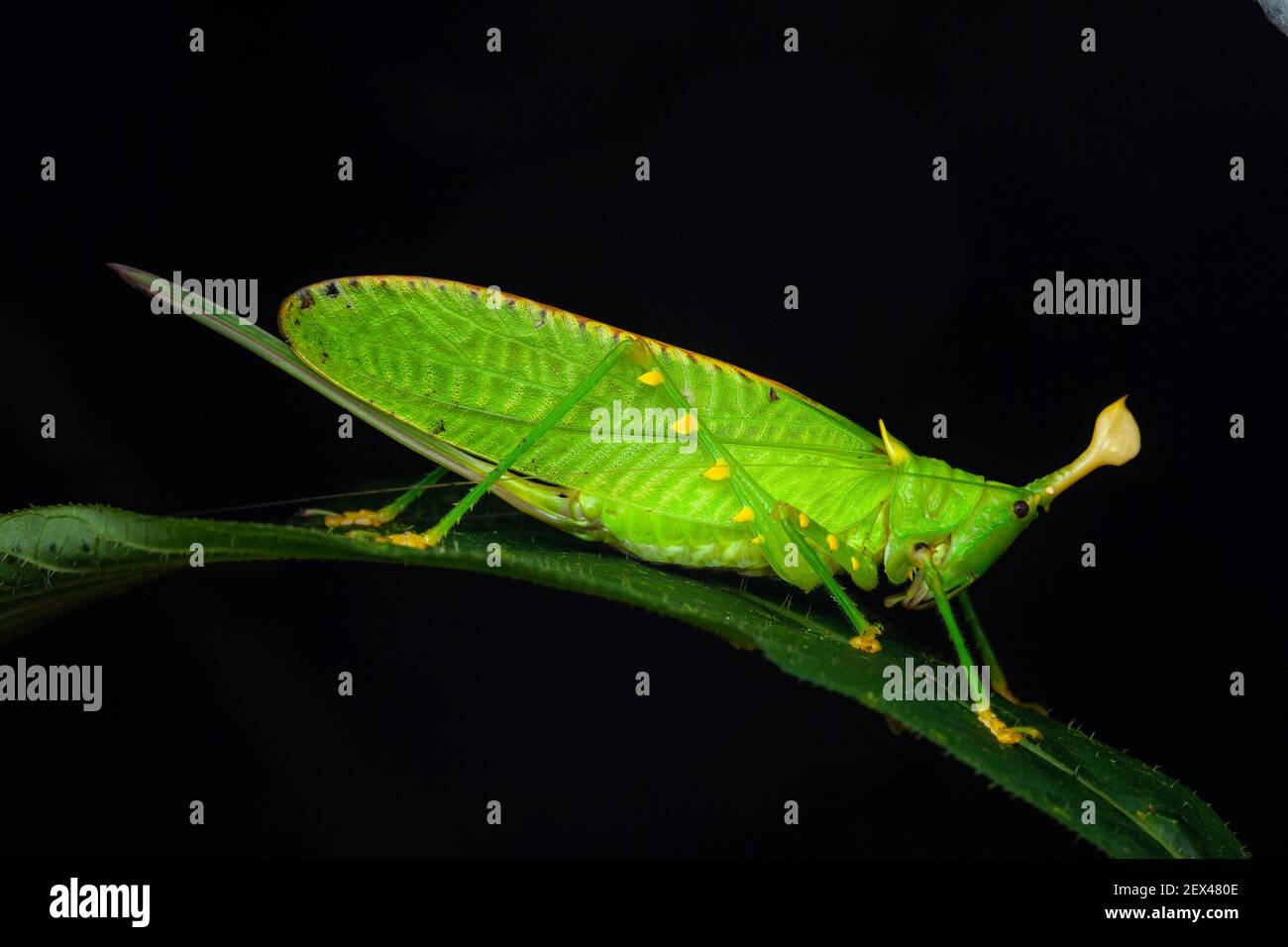Conehead Katydid (Copiphora sp) undescribed species, female, Omar ...